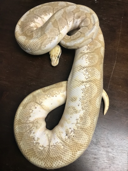 Lesser, Pastel, Spider Adult Female Ball Python by Moore Reptiles