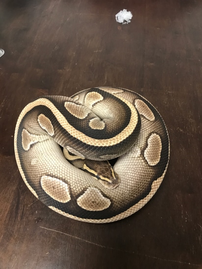 Butter, Melt Adult Female Ball Python by Moore Reptiles