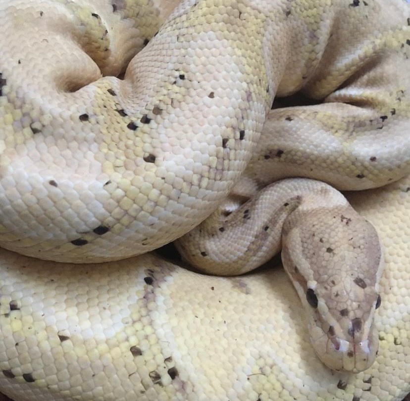 Banana Het Pied Female Maker PROVEN Ball Python by Mr Python Royals ...