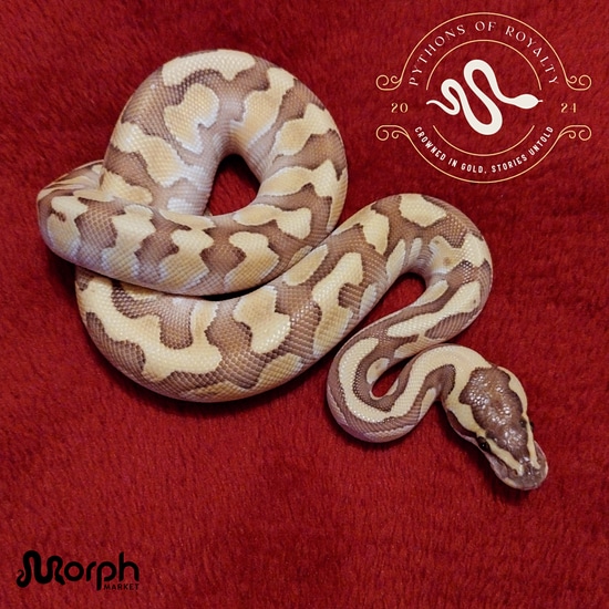 Enchi, Lesser Ball Python by Slither Squad
