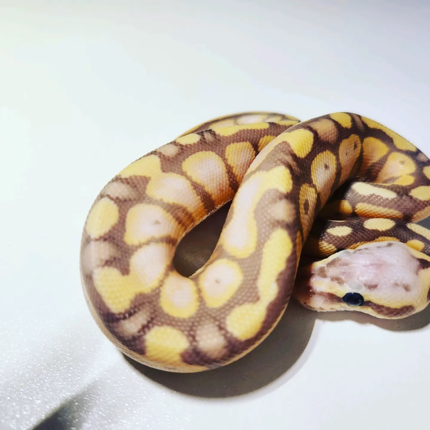 Pastel Coral Glow 66% Het Clown Pos Het Puzzle Ball Python by L&r Balls ...