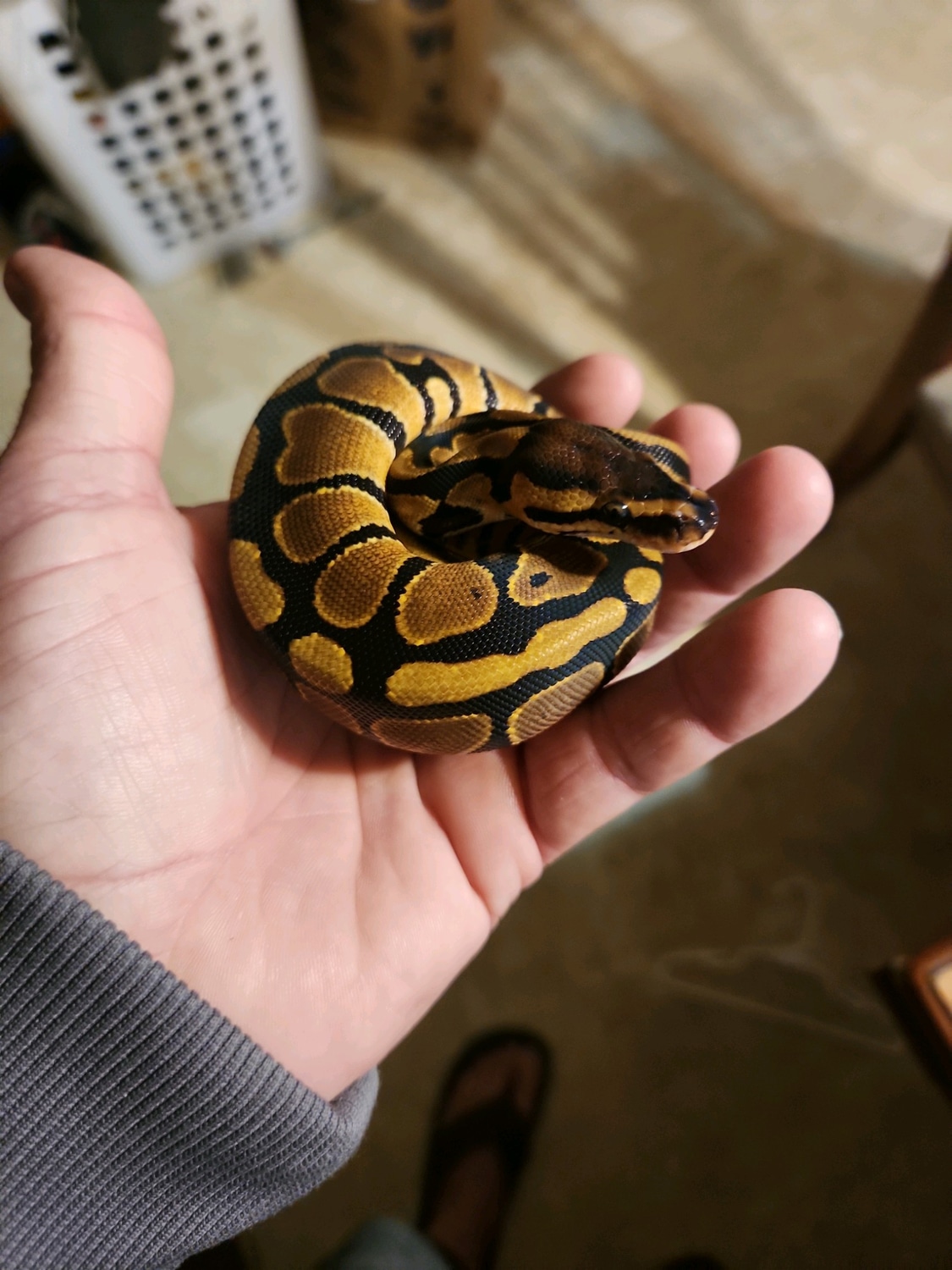 Pastel 66% Het Clown Pos Het Puzzle Ball Python by L&r Balls - MorphMarket