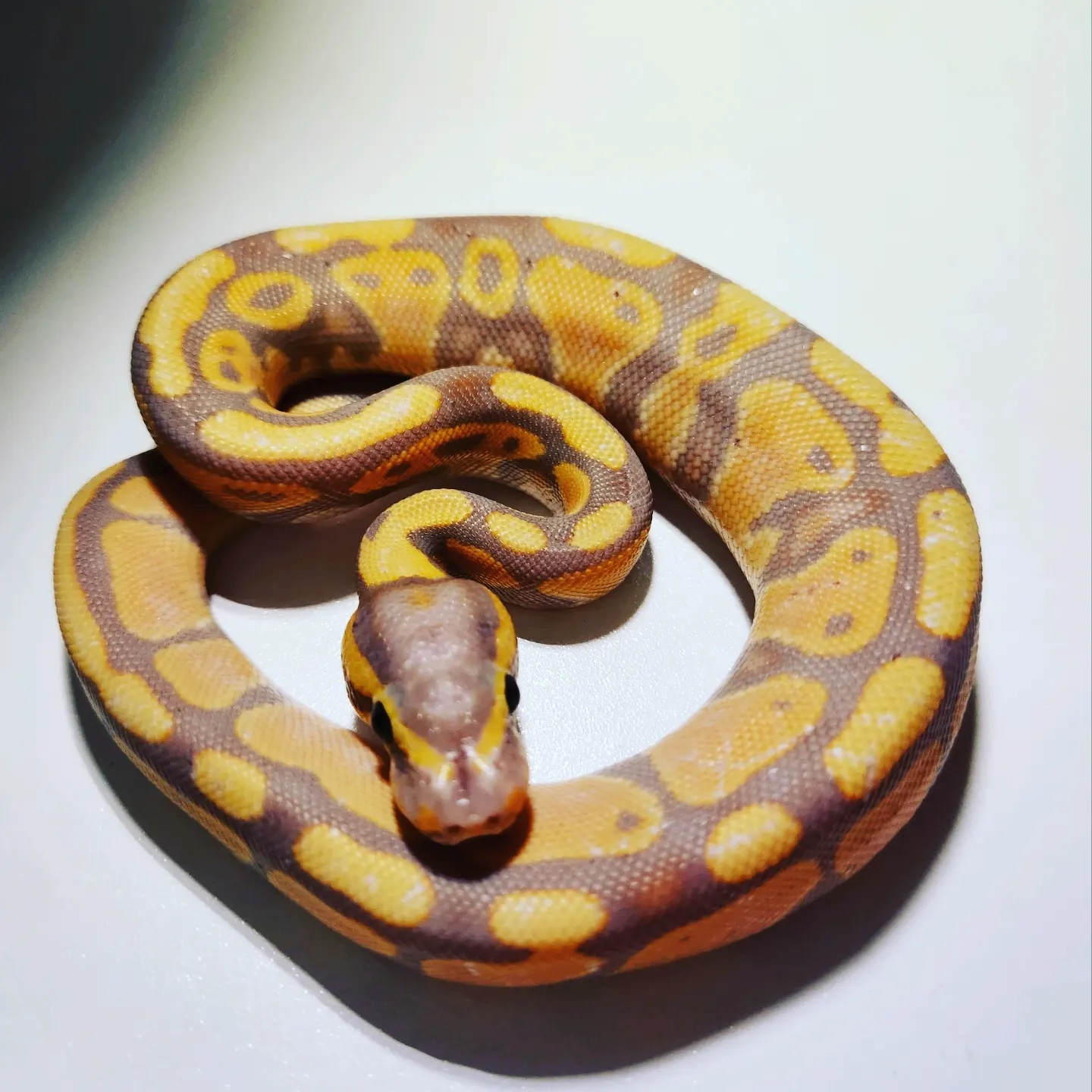 Coral Glow 66% Het Clown Pos Het Puzzle Ball Python by L&r Balls ...