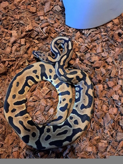 0.1 Bruce Wayne Ball Python by HaulinBallz
