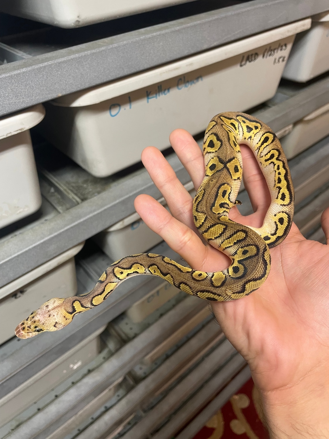 Pastel Hurricane Leopard Clown Ball Python by Angel Morphs - MorphMarket
