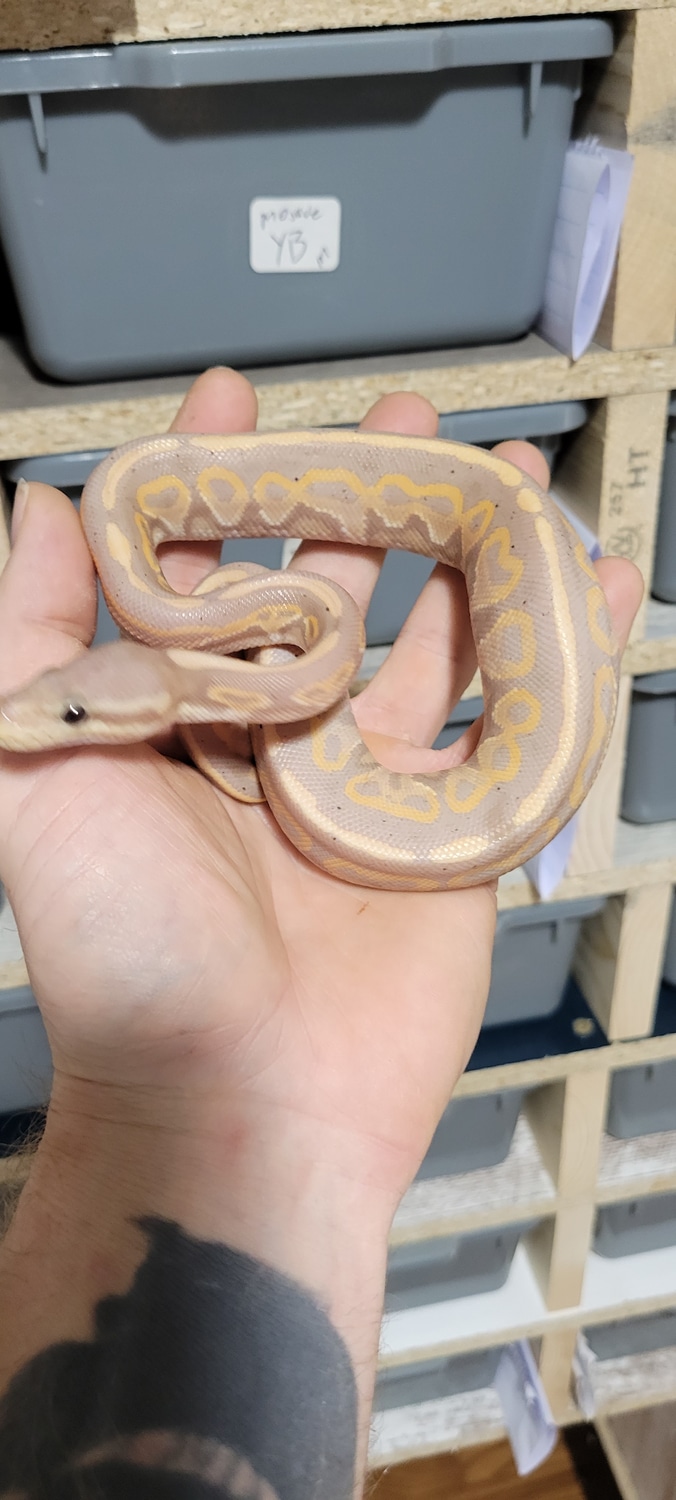 Banana Black Pastel Ball Python by Mr. Critters - MorphMarket