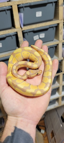 Banana Enchi Ball Python by Mr. Critters