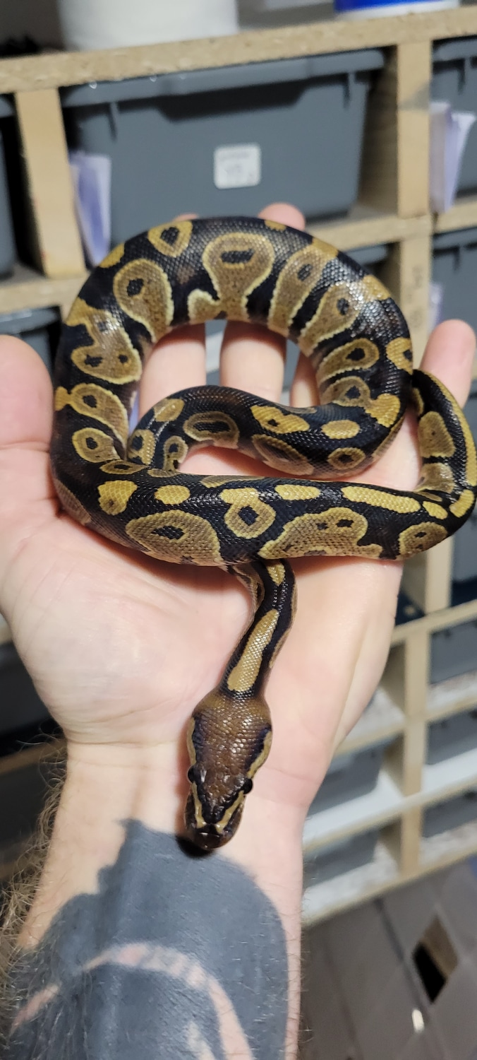 Chocolate Ball Python by Mr. Critters - MorphMarket