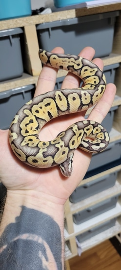 Super Pastel Ball Python by Mr. Critters