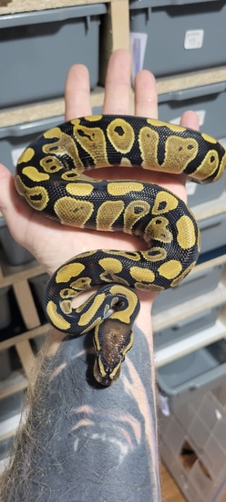 Normal Ball Python by Mr. Critters