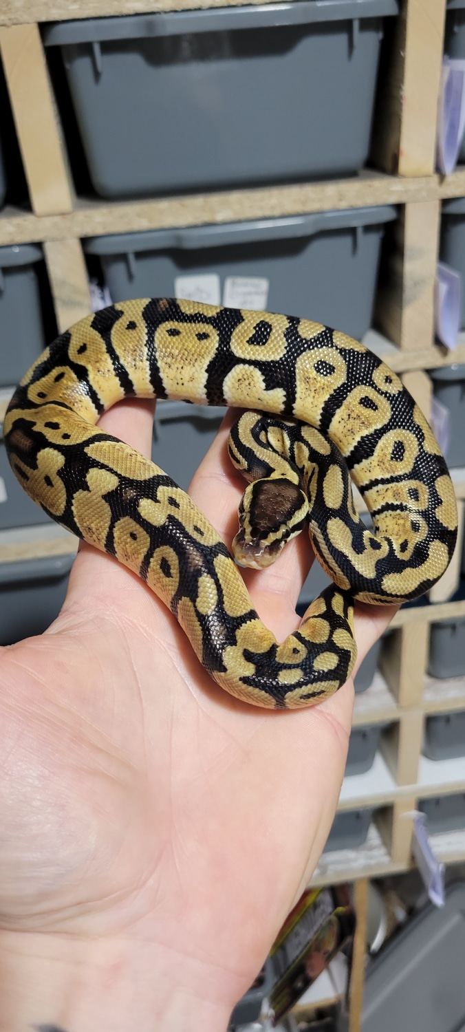 Pastel Ball Python by Mr. Critters - MorphMarket