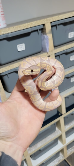 Banana Ball Python by Mr. Critters