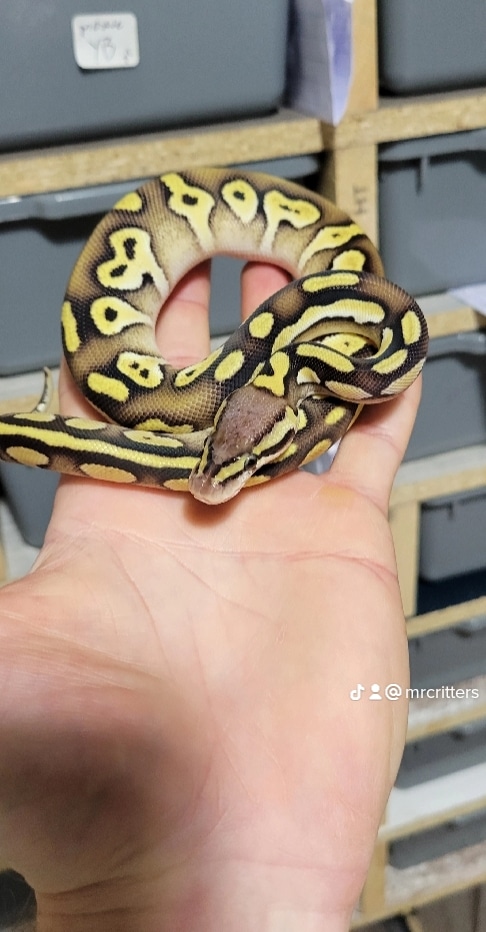 Pastave Ball Python by Mr. Critters - MorphMarket