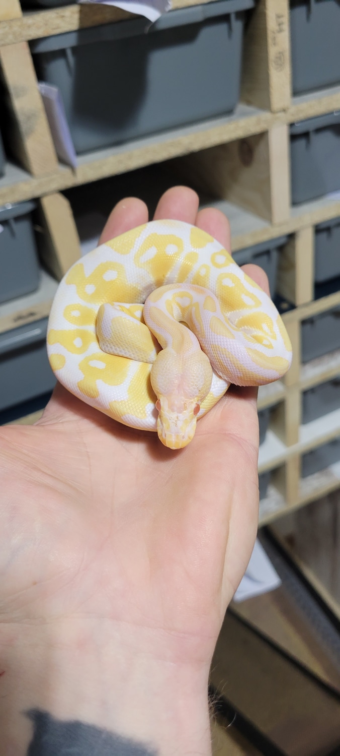 Albino Ball Python by Mr. Critters - MorphMarket