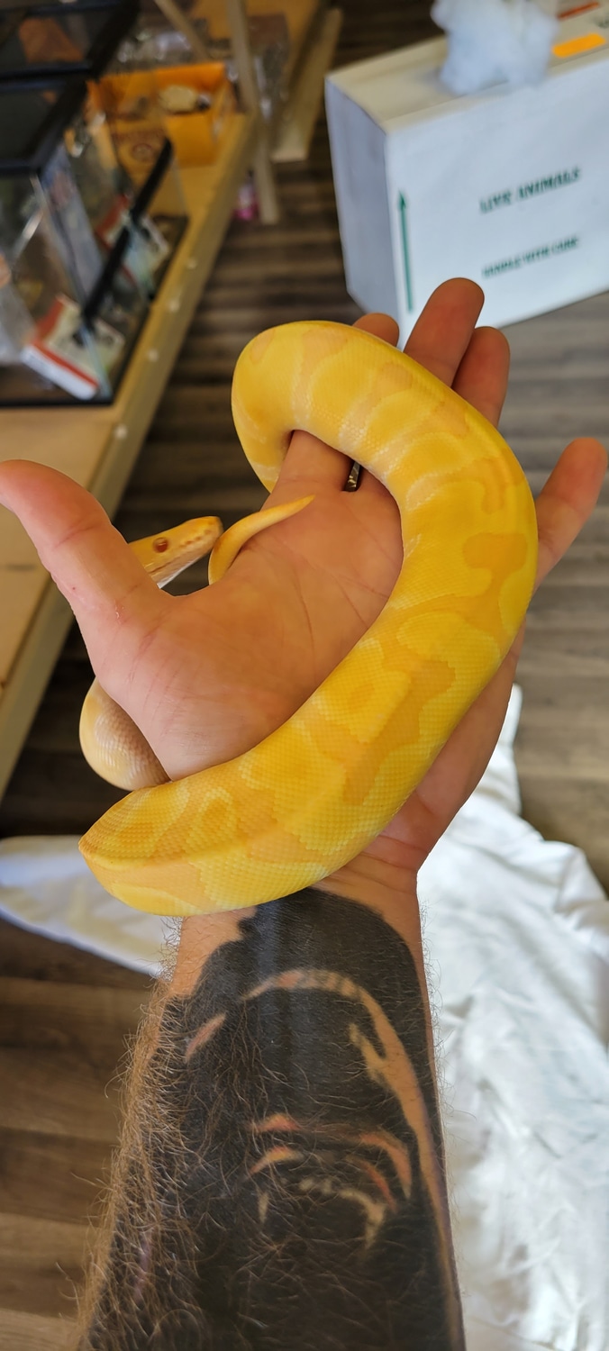 Enchi Candino 100% Het Pied Ball Python by Mr. Critters - MorphMarket