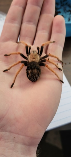 Brachypelma Bohemi Mexican Fire Leg Tarantula by Mr. Critters