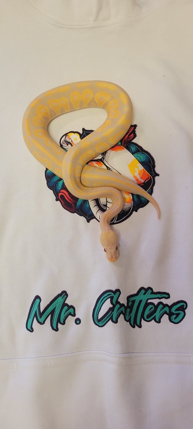 🌟sale🌟HRA/Cinnamon Candino 50% Het Pied Ball Python by Mr. Critters - MorphMarket