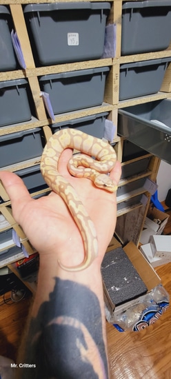 Banana Pastel Ball Python by Mr. Critters