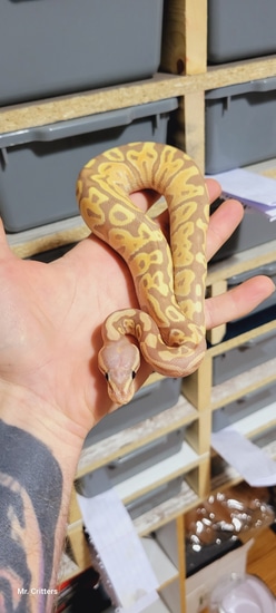 Banana Mojave Ball Python by Mr. Critters