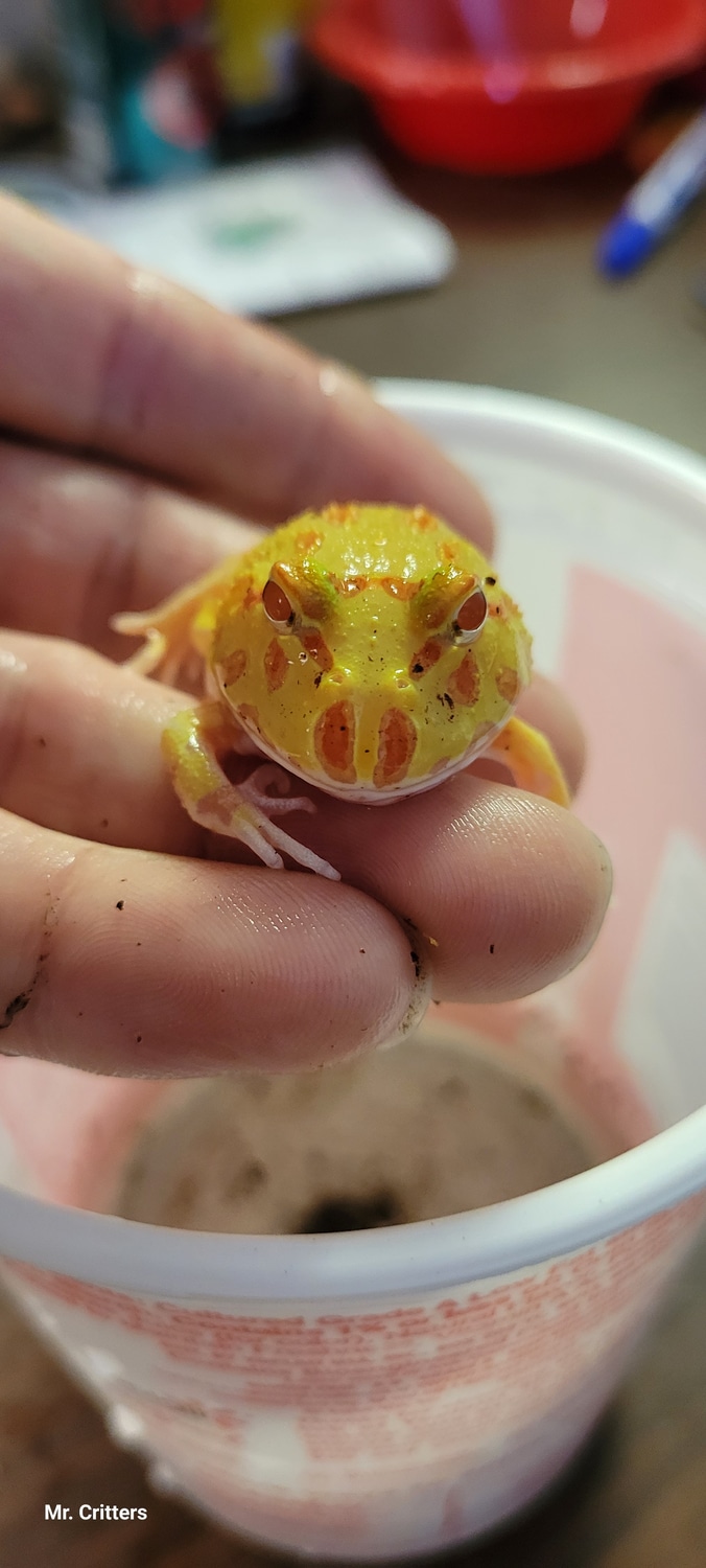 Albino 4-Spot Patternless Pacman Frog More Amphibian by Mr. Critters ...