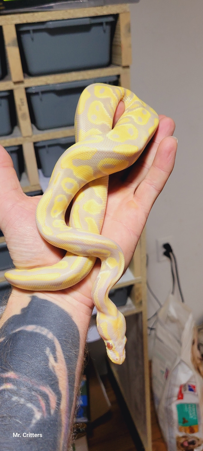 🌟sale🌟HRA/Cinnamon Candino 50% Het Pied Ball Python by Mr. Critters - MorphMarket