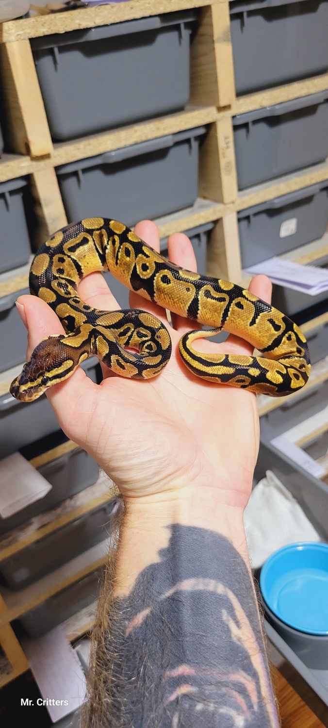 100% Het Clown Ball Python by Mr. Critters - MorphMarket