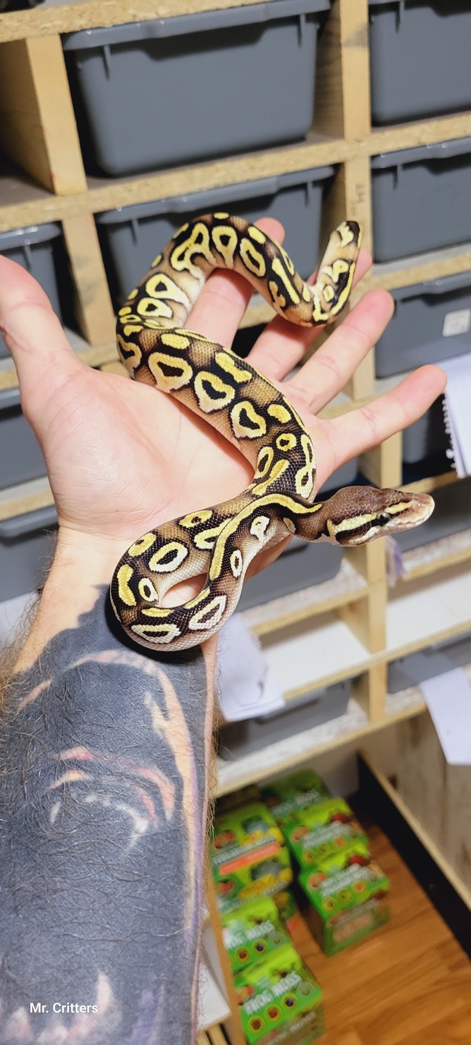 Pastave Ball Python by Mr. Critters - MorphMarket