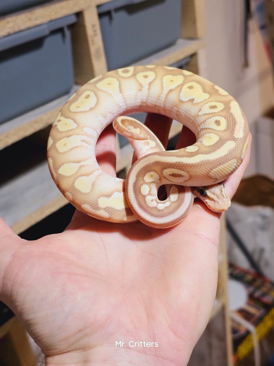 Banana Lesser Ball Python by Mr. Critters - MorphMarket