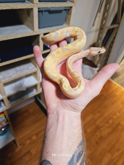 Banana Pied Ball Python by Mr. Critters