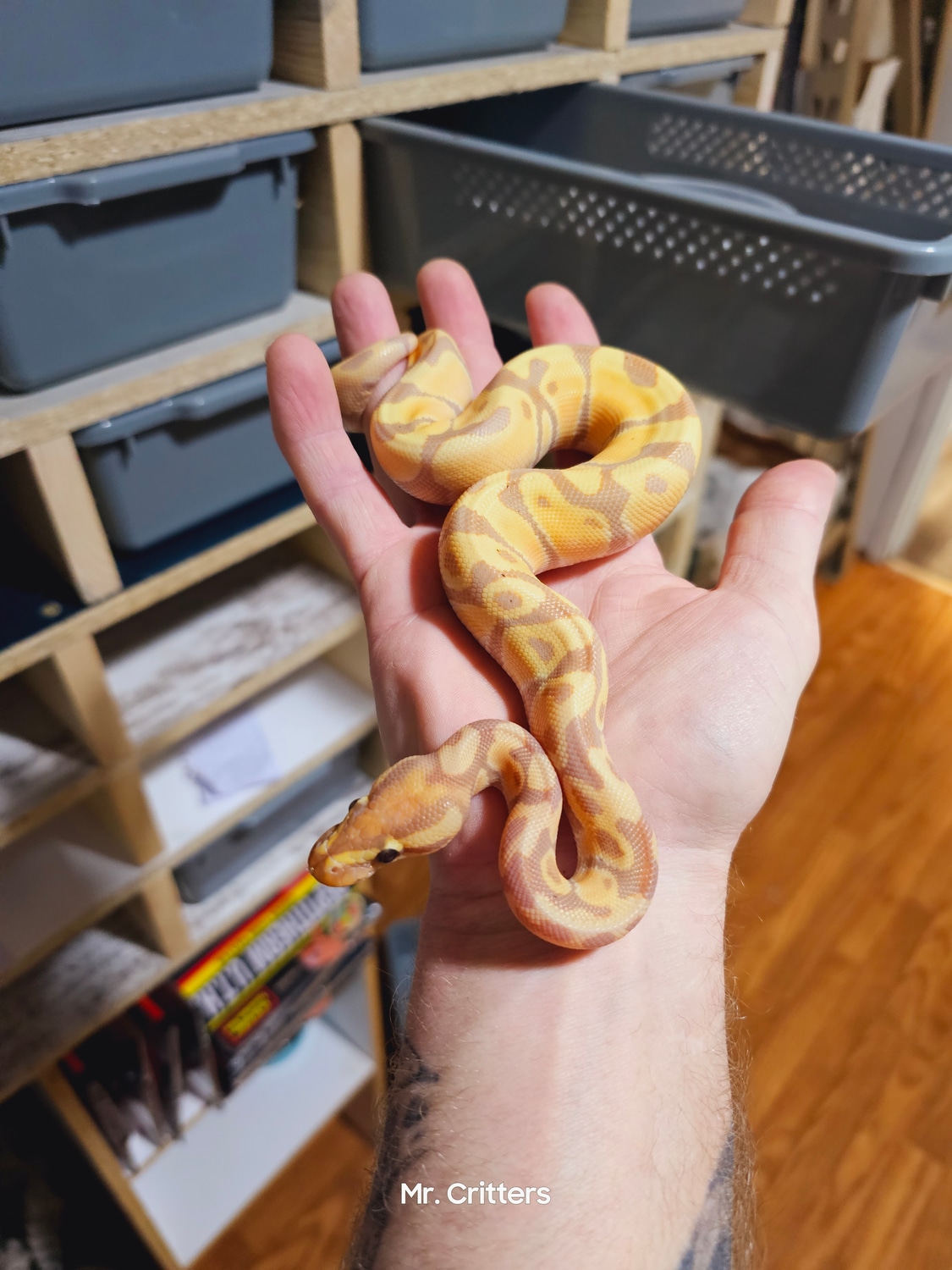 Banana/CG Enchi Ball Python by Mr. Critters - MorphMarket