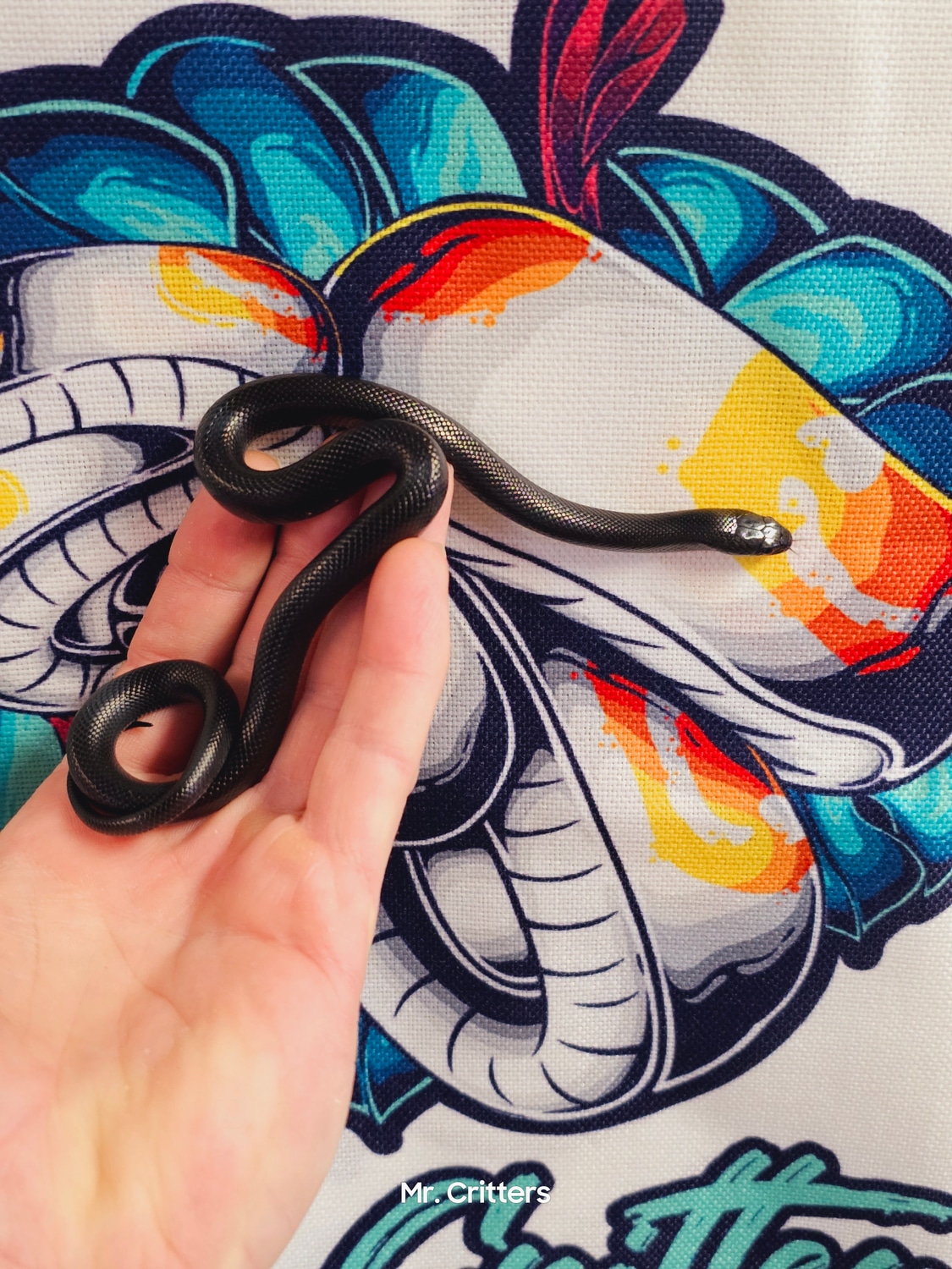 King Snake (Solid Black) Mexican Black Kingsnake by Mr. Critters ...