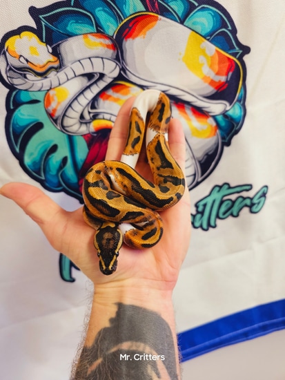 Pied Ball Python by Mr. Critters