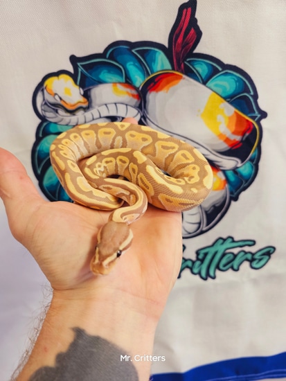 Banana Russo Ball Python by Mr. Critters