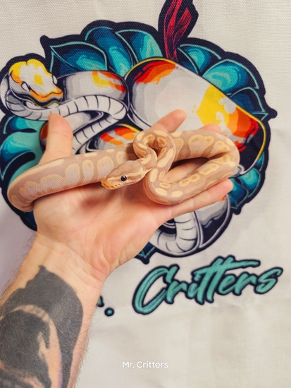 Banana Calico Ball Python by Mr. Critters