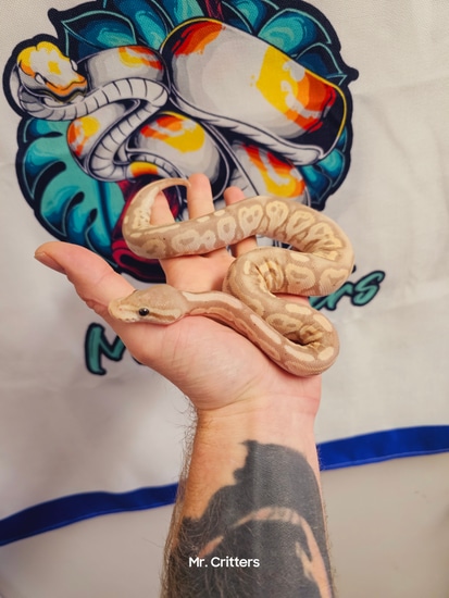Banana Mojave Ball Python by Mr. Critters