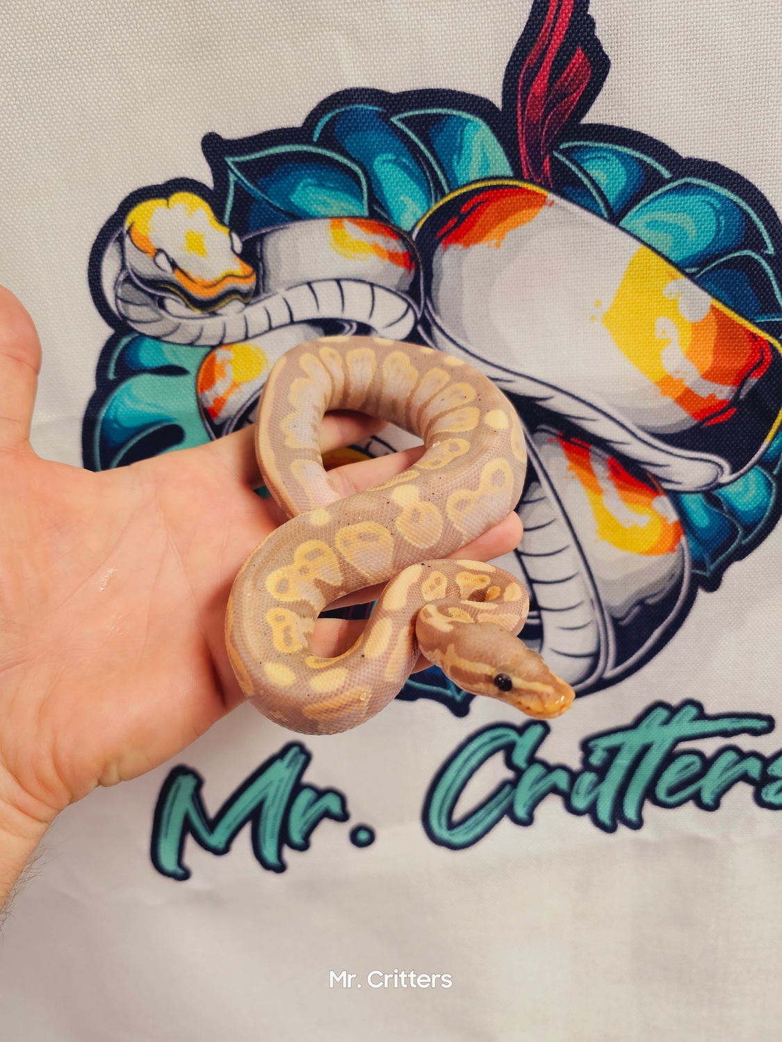 Banana Calico Ball Python by Mr. Critters - MorphMarket