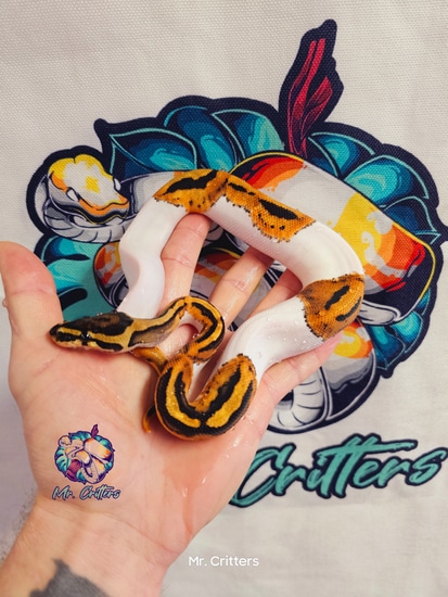 20% Off Pied Ball Python by Mr. Critters