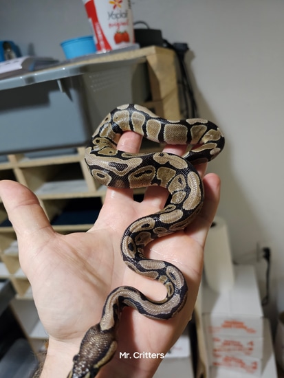 20% Off Normal Ball Python by Mr. Critters