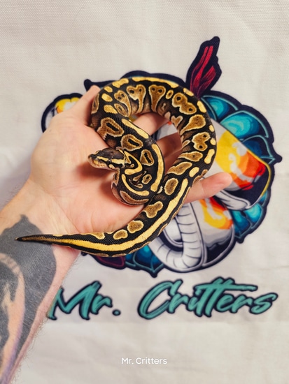 20% Off Russo Ball Python by Mr. Critters