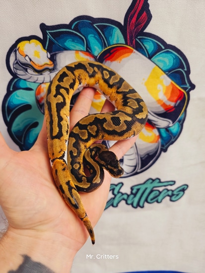 20% Off Normal Pied Ball Python by Mr. Critters