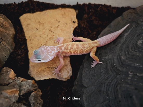 Leucistic/Patternless Leopard Gecko by Mr. Critters