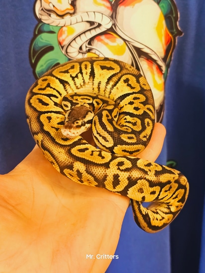 Pastel Ball Python by Mr. Critters