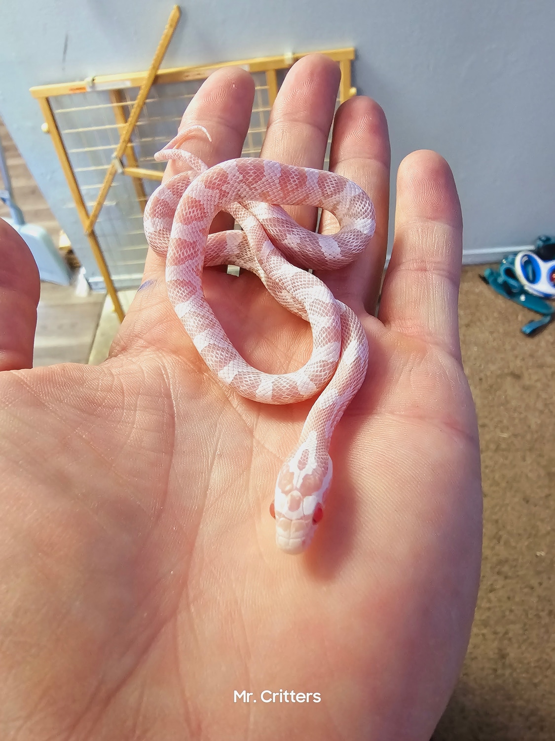 Snow Corn Snake by Mr. Critters - MorphMarket