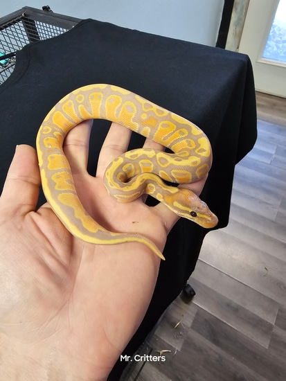 Banana Chocolate 100% Het Pied 50% Het Clown Ball Python by Mr. Critters