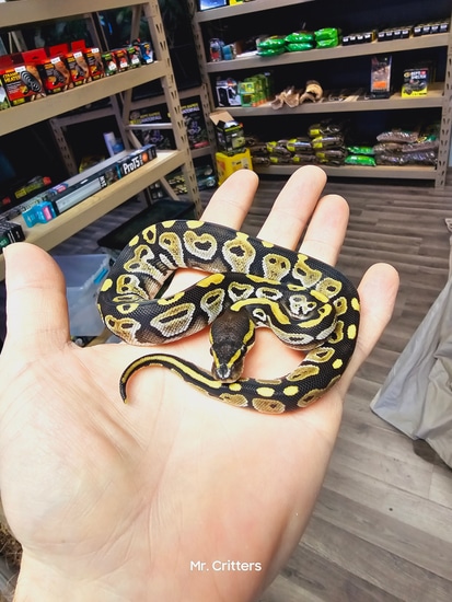 Mystic Ball Python by Mr. Critters