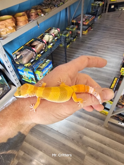 Hypomelanistic Carrot Tail Leopard Gecko by Mr. Critters