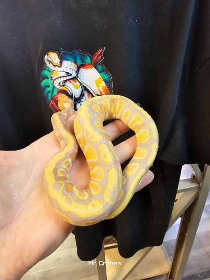 Banana Chocolate 100% Het Pied 50% Het Clown Ball Python by Mr. Critters