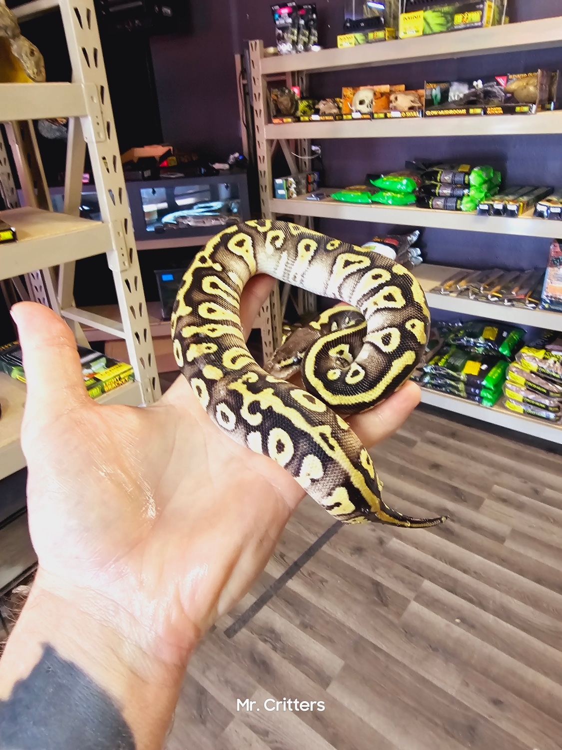 Pastel Phantom Ball Python by Mr. Critters - MorphMarket