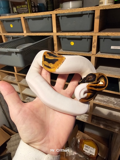 *Auction*Yellowbelly Krg Pied 66% Het Clown Ball Python by Mr. Critters