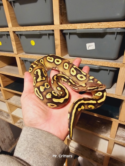 Pastel Yellowbelly Mojave Ball Python by Mr. Critters